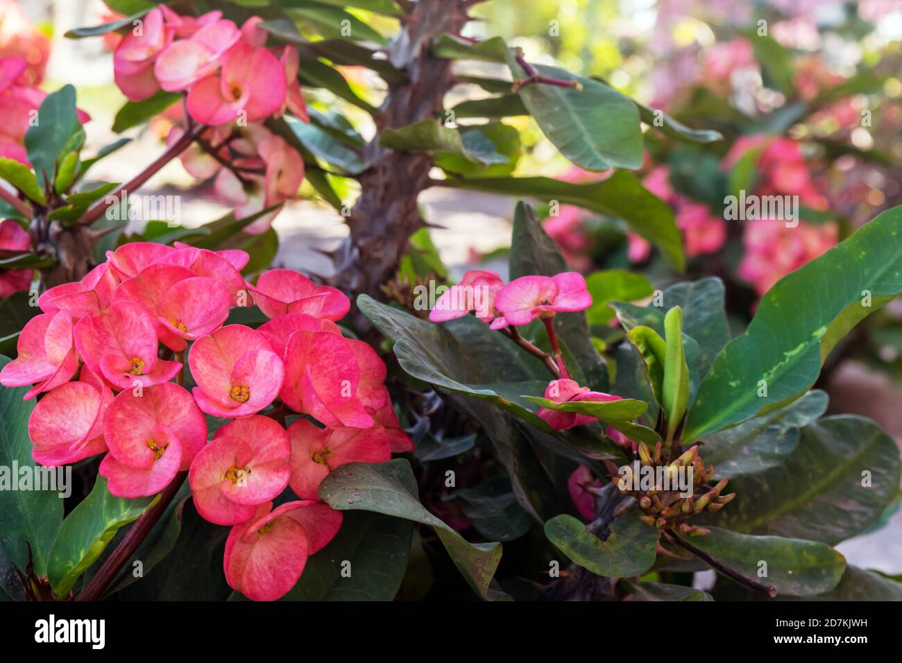 Tropical plants with thorns hi-res stock photography and images - Alamy