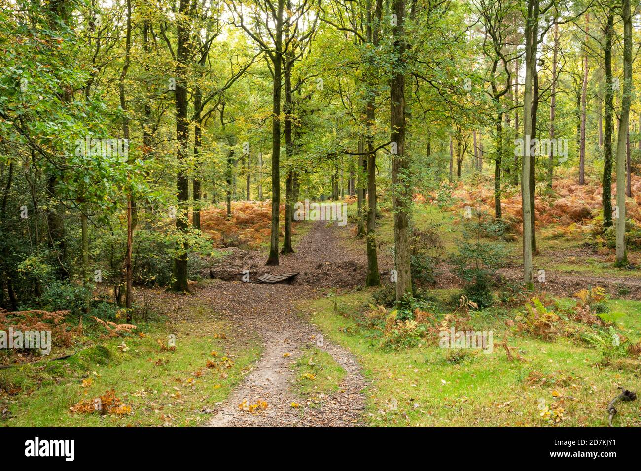 Landscape trees and nature hi-res stock photography and images - Alamy