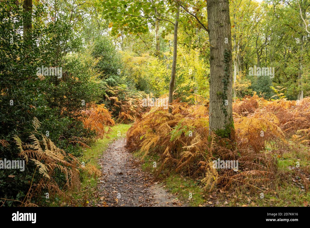 Landscape trees and nature hi-res stock photography and images - Alamy