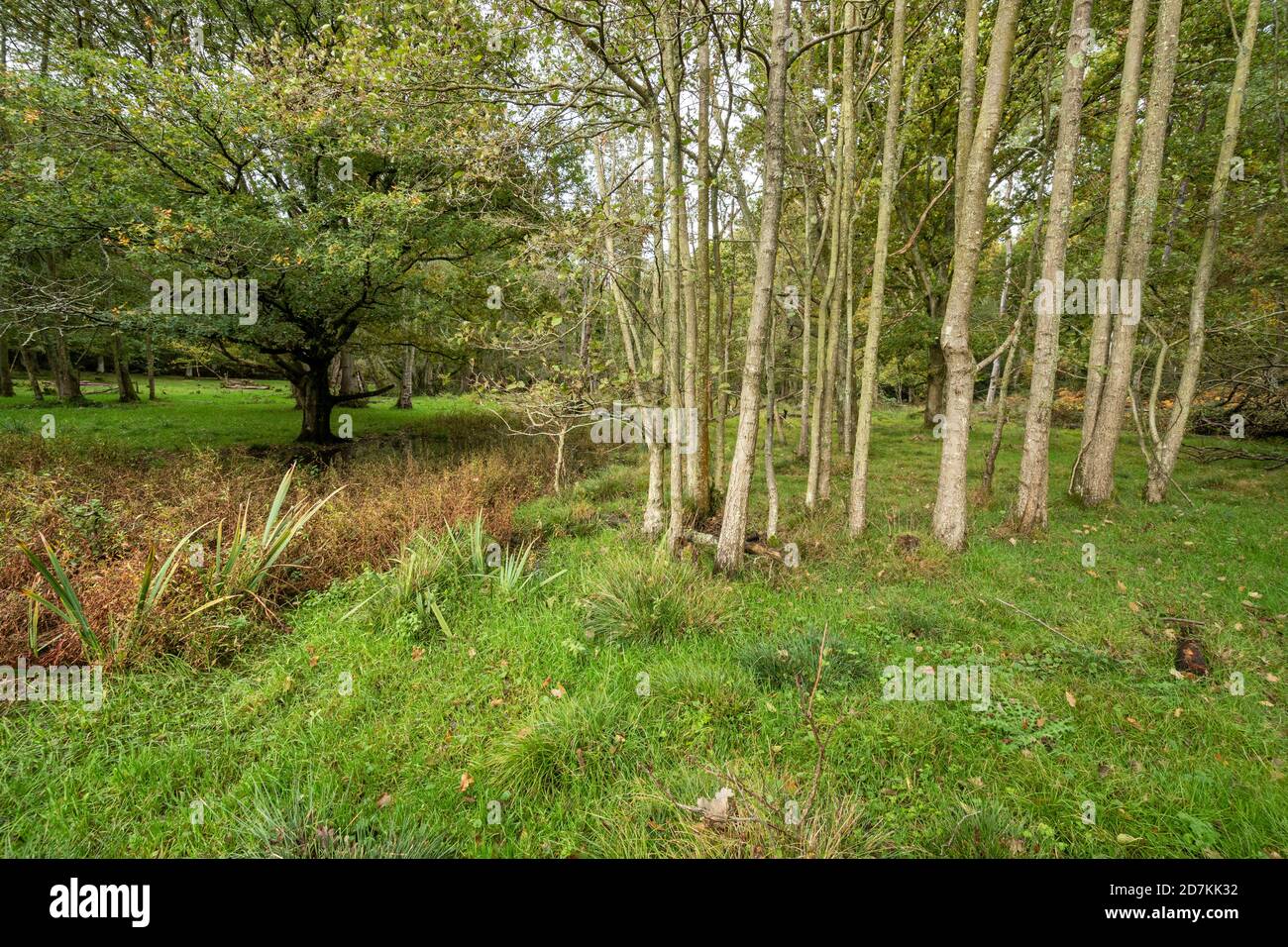Landscape trees and nature hi-res stock photography and images - Alamy