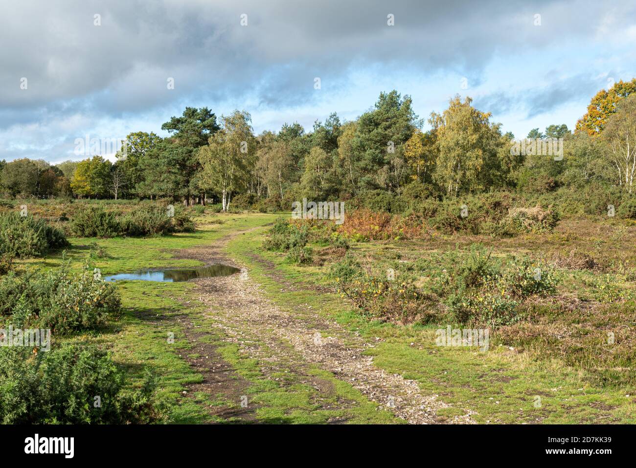 View of Silchester Common with lowland heath landscape during autumn ...