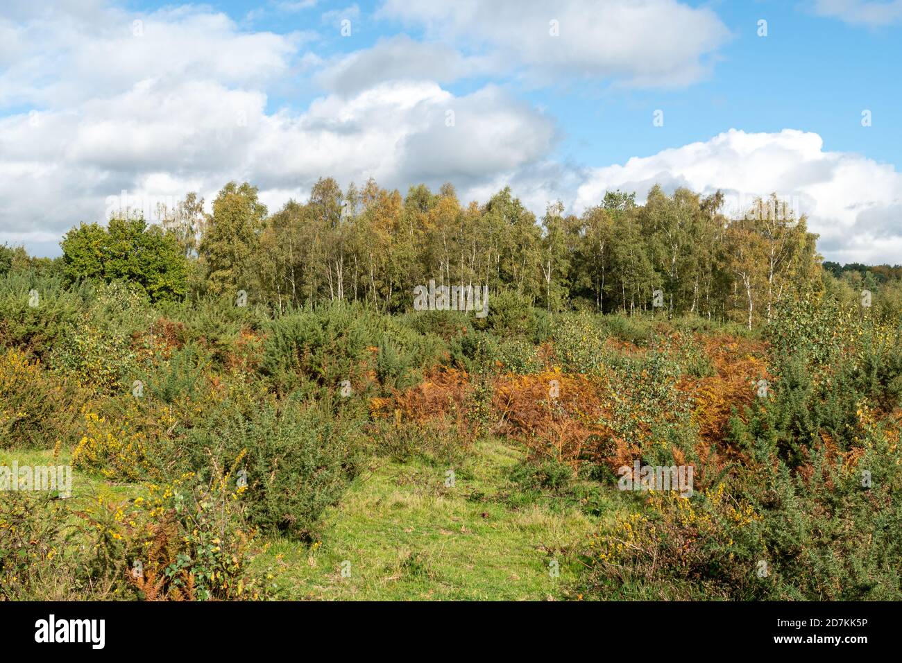 View of Silchester Common with lowland heath landscape during autumn ...
