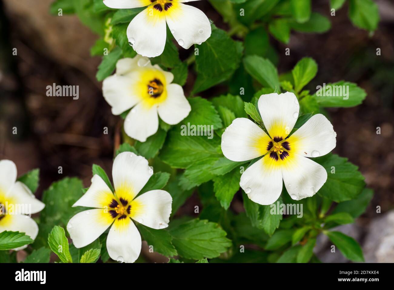 Open white flowers in the garden Stock Photo - Alamy