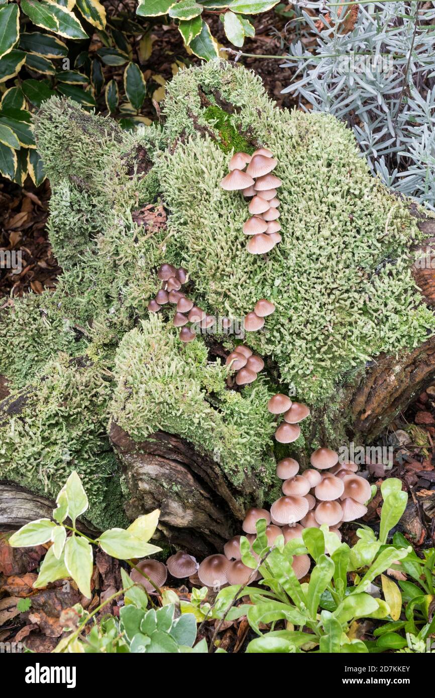 Clustered bonnet mushroom, Mycena inclinata, growing on an old, moss ...