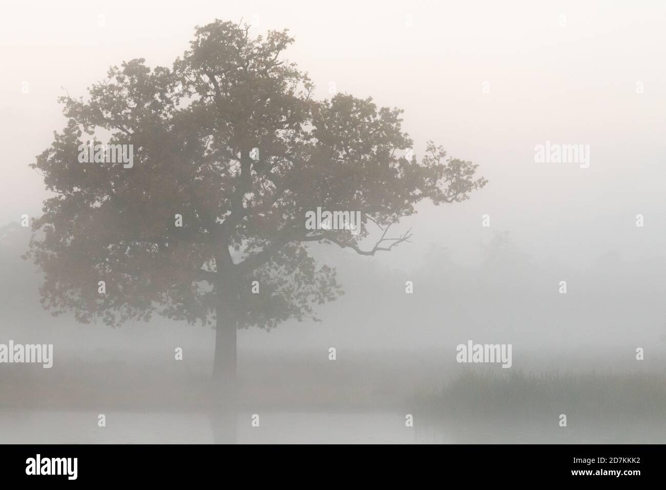 A lone tree appears in the early morning mist of autumn, in Bushy Park ...