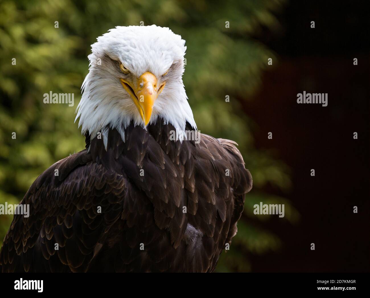 Close up of a Bald Eagle with sinister look Stock Photo - Alamy