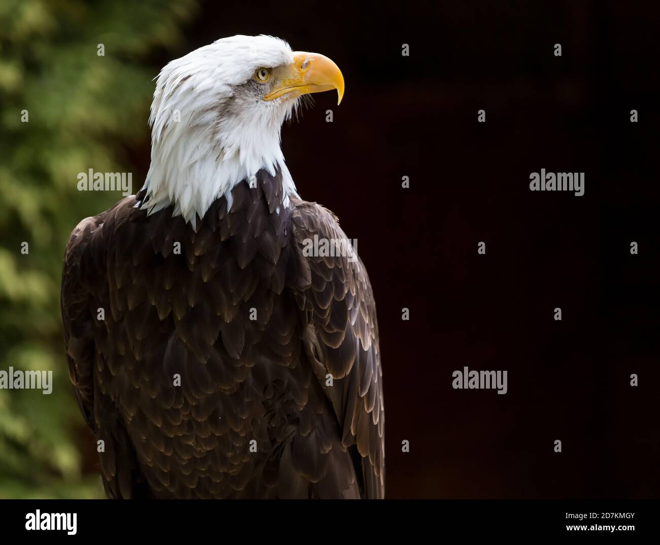 Bald eagle head hi-res stock photography and images - Alamy