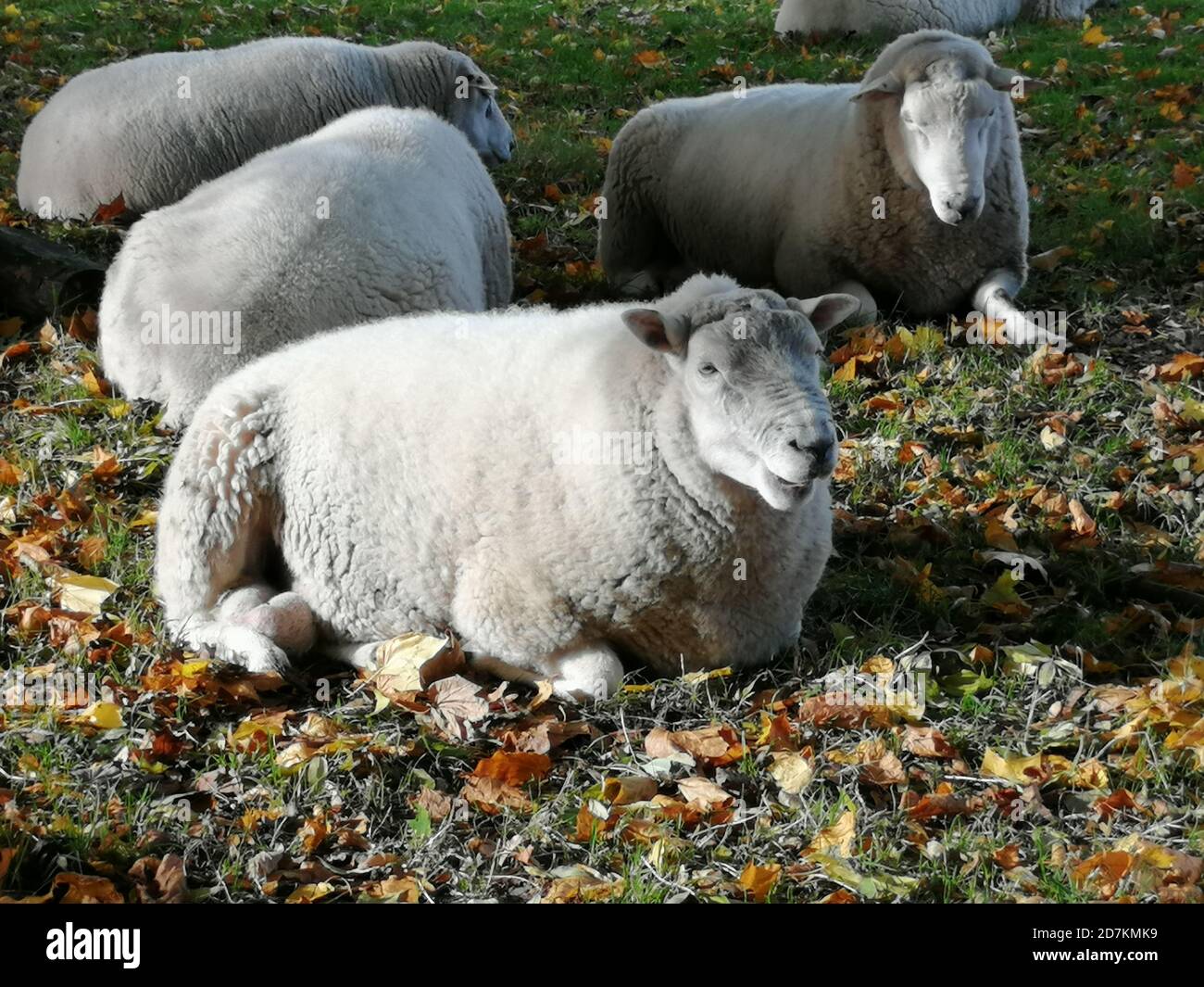 sheep in farm field background with copy space, green grass field sheep ...