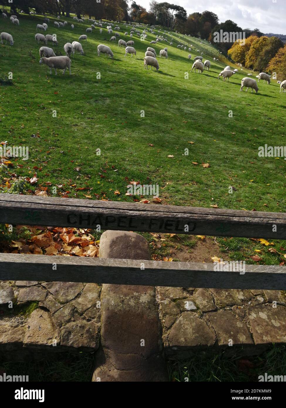 sheep in farm field background with copy space, green grass field sheep ...