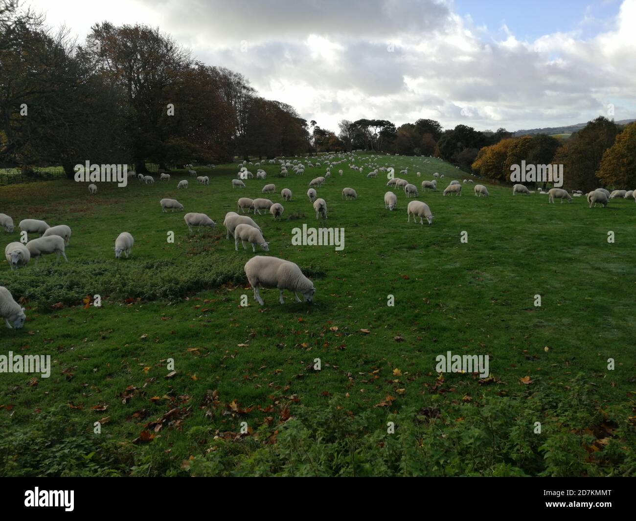 sheep in farm field background with copy space, green grass field sheep ...