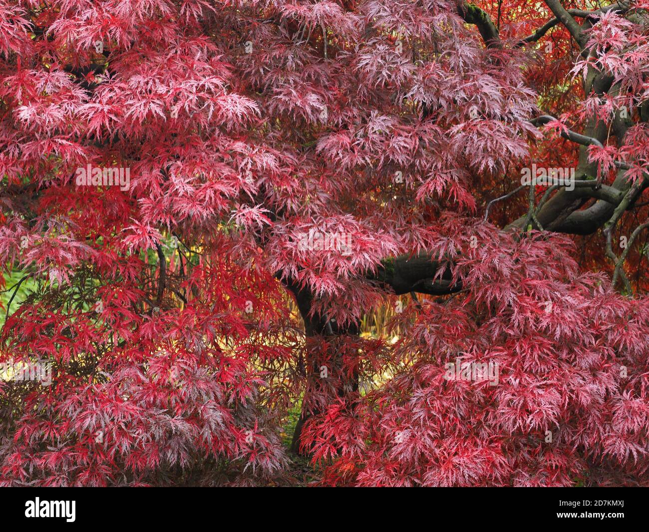 Red japanese maples hi-res stock photography and images - Alamy