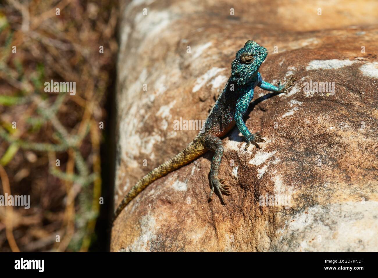 Cape flat lizard hi-res stock photography and images - Alamy