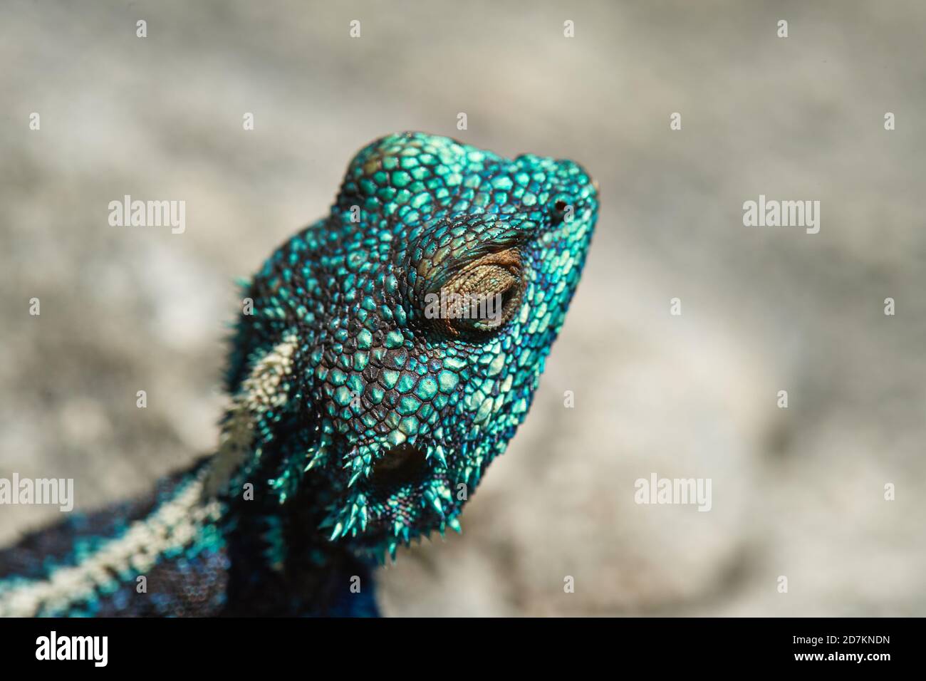 Mottled lizard hi-res stock photography and images - Alamy