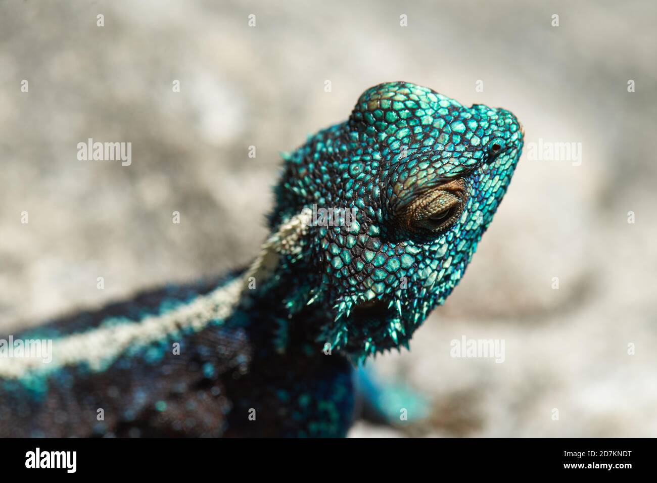 Cape flat lizard hi-res stock photography and images - Alamy