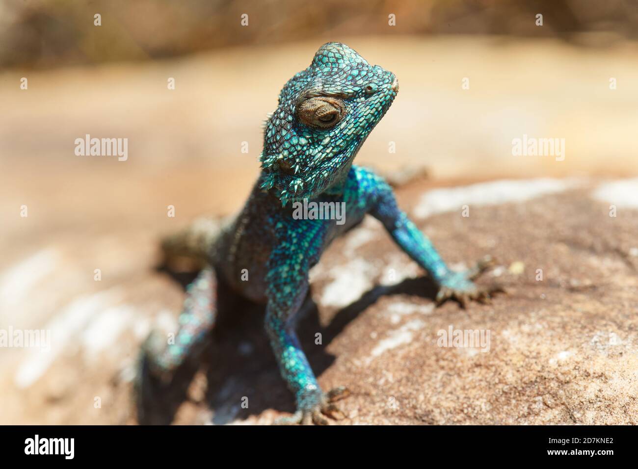 Cape flat lizard hi-res stock photography and images - Alamy