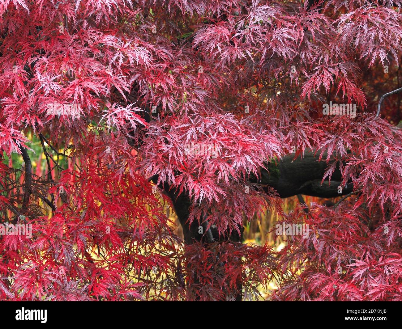 Japanese maples leaves background hi-res stock photography and images ...