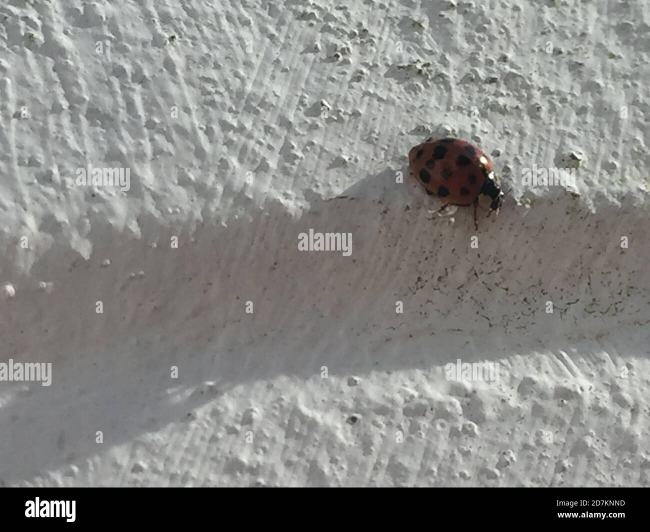 Ladybird or ladybug with black spots, facing in opposite directions on ...
