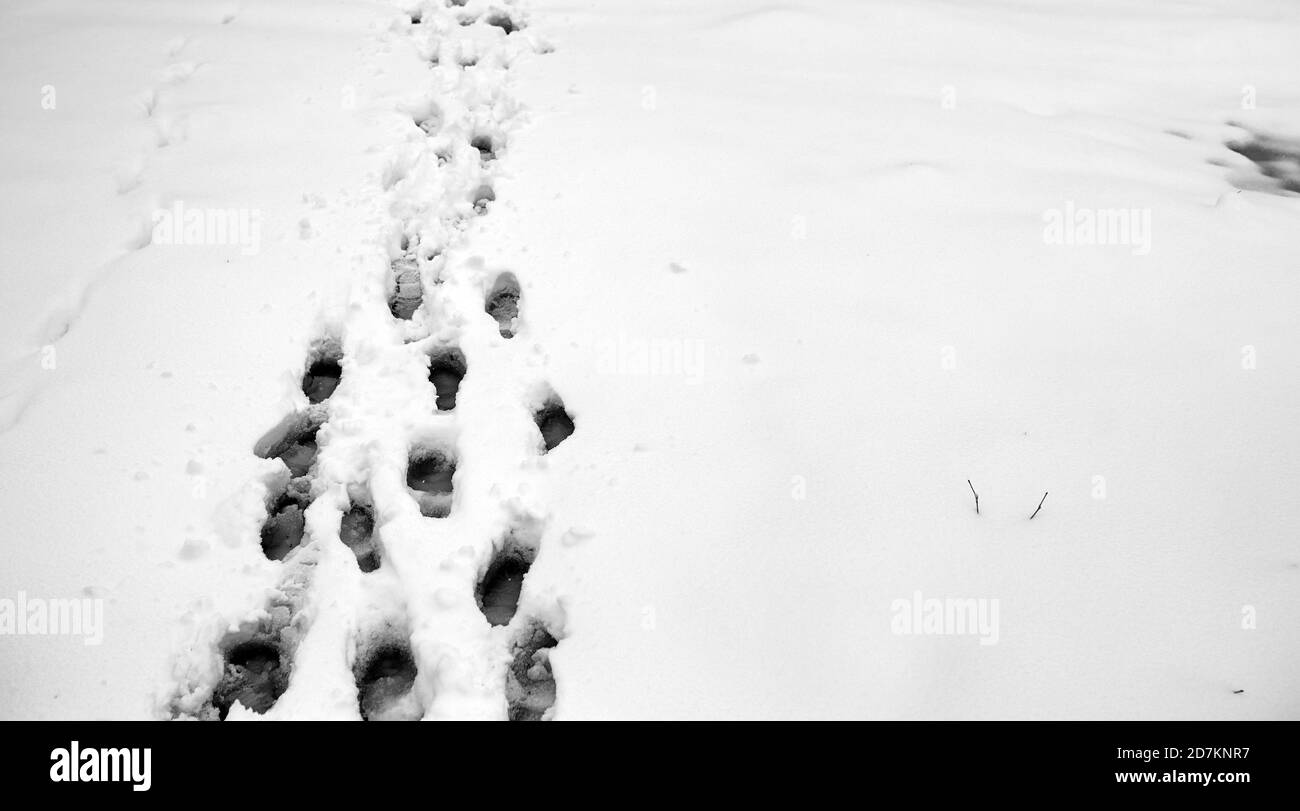 Footprints in the snow. Footprints on the first snow. Imprint and ...