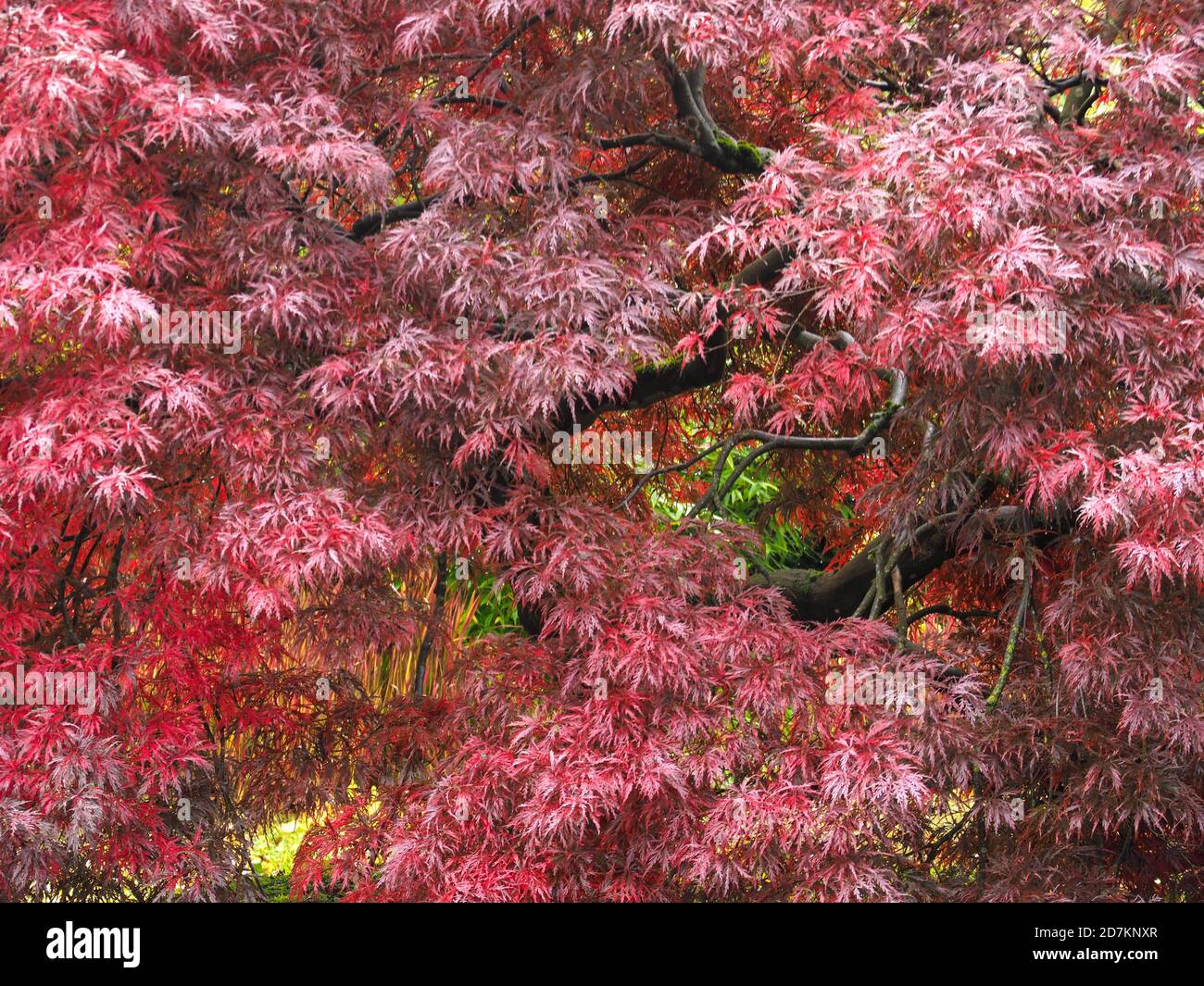 Red japanese maple tree in autumn Stock Photo - Alamy
