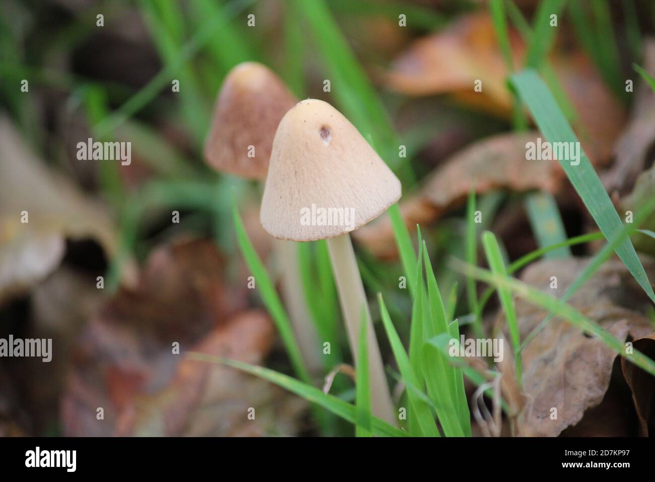 Liberty cap mushroom also known as magic mushroom growing in grassland ...