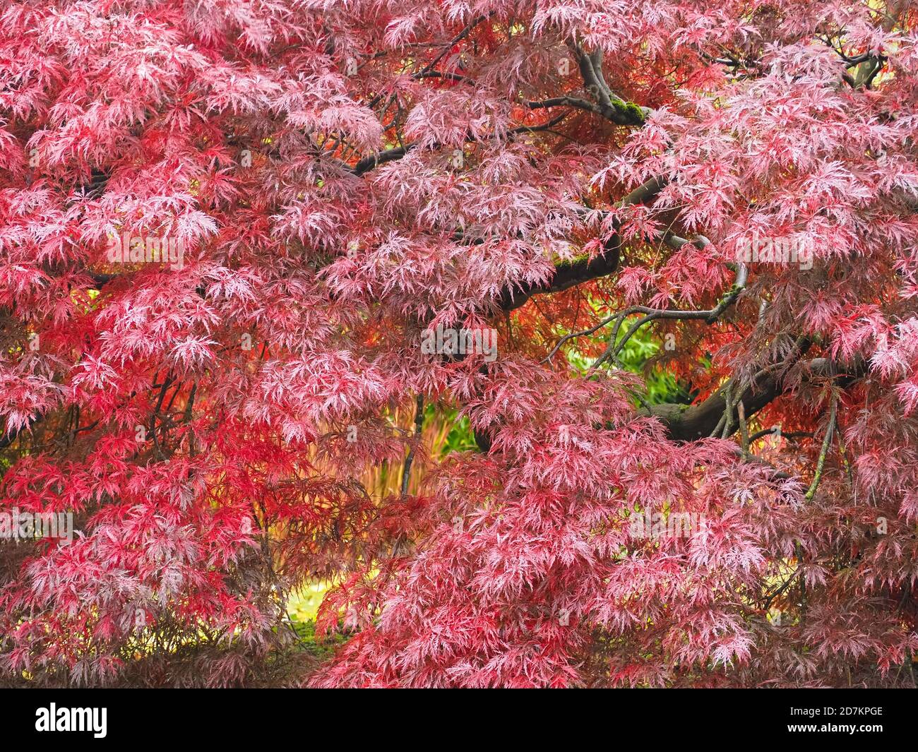 Japanese Maple Autumn Fire High Resolution Stock Photography and Images ...