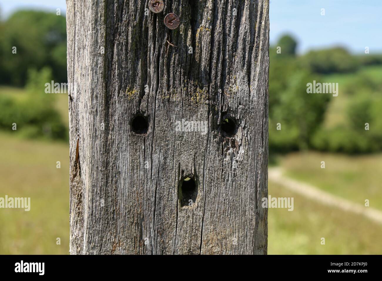 Closeup of a wooden pole with holes arranged like a person's face Stock ...