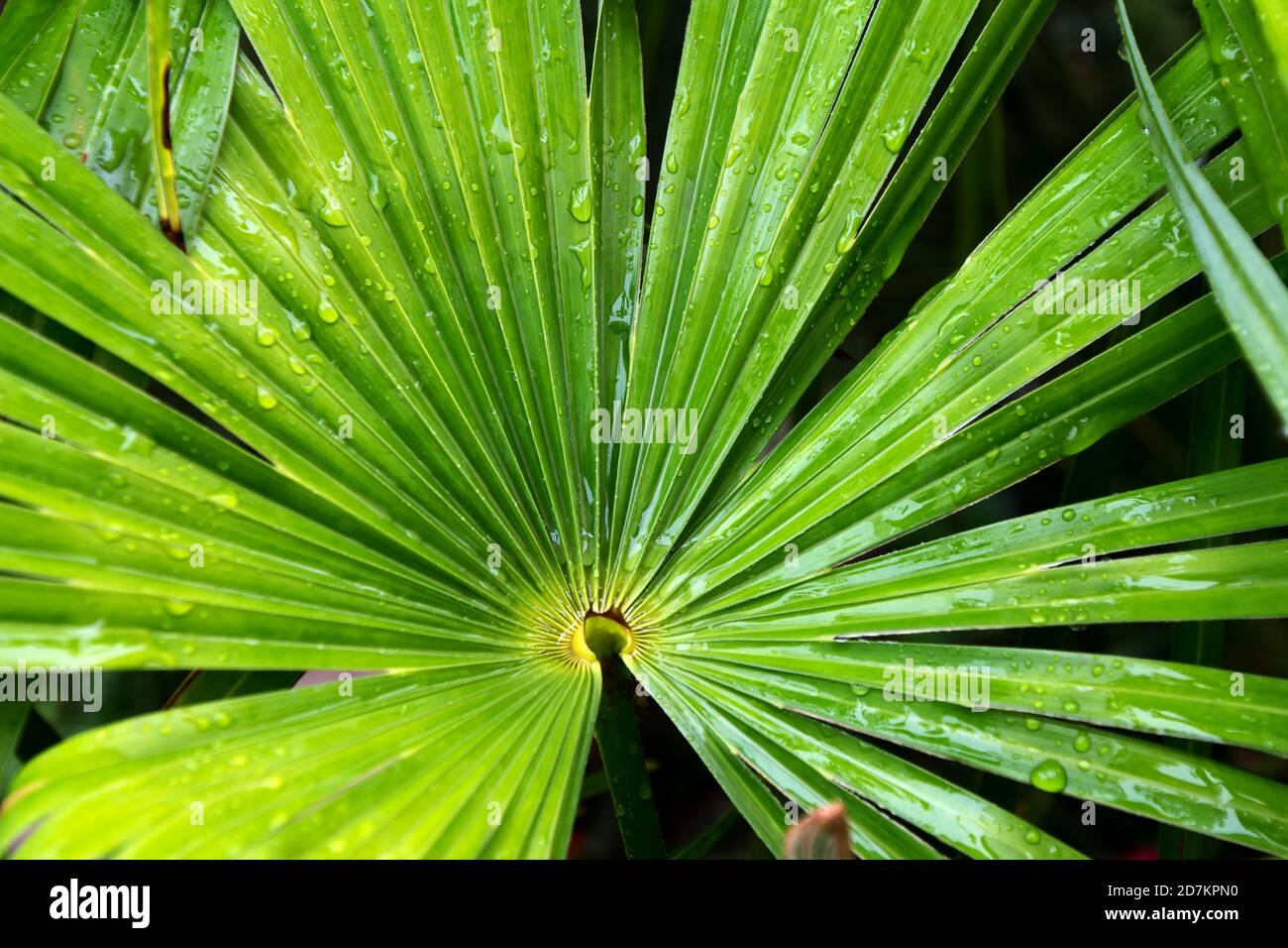 Saw palmetto plants hi-res stock photography and images - Alamy