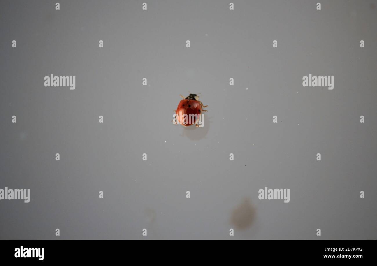 Ladybird or ladybug with black spots, facing in opposite directions on ...