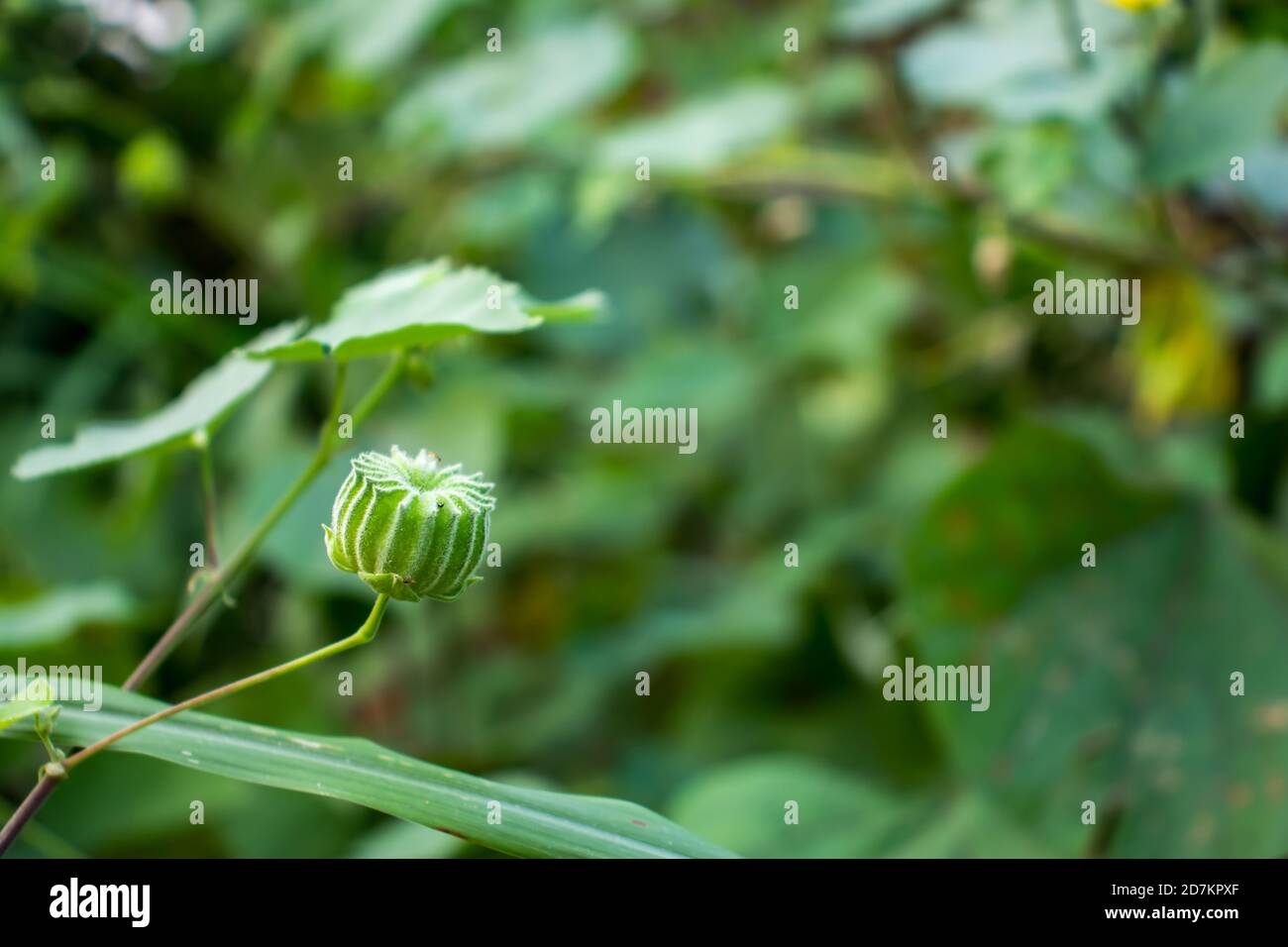 Another close up macro grass fruit outside of the home and a green ...