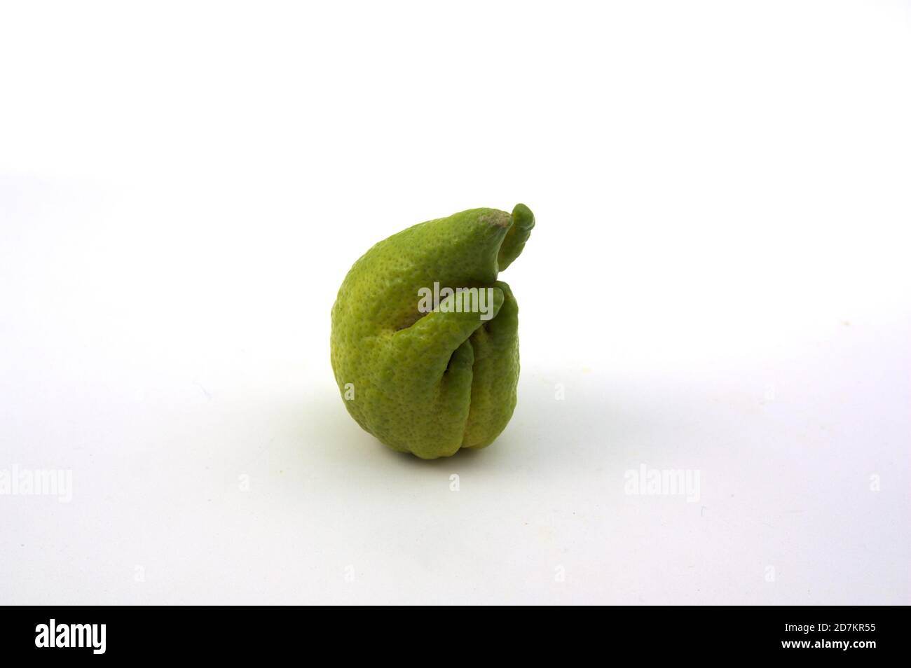 Closeup of an ugly lemon with strange shape, reminiscent of a buddha ...