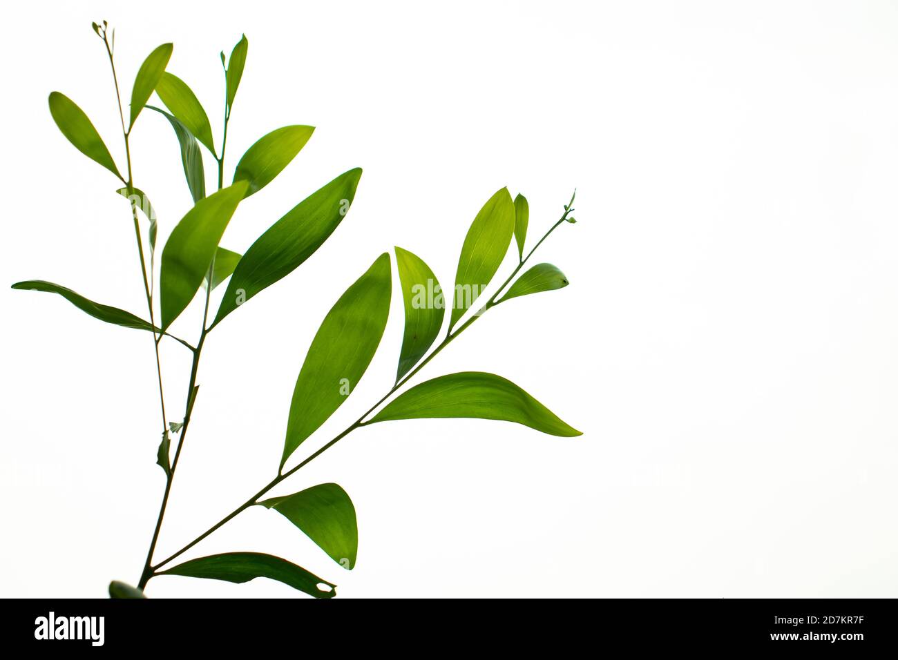 Acacia Auriculiformis Leaves