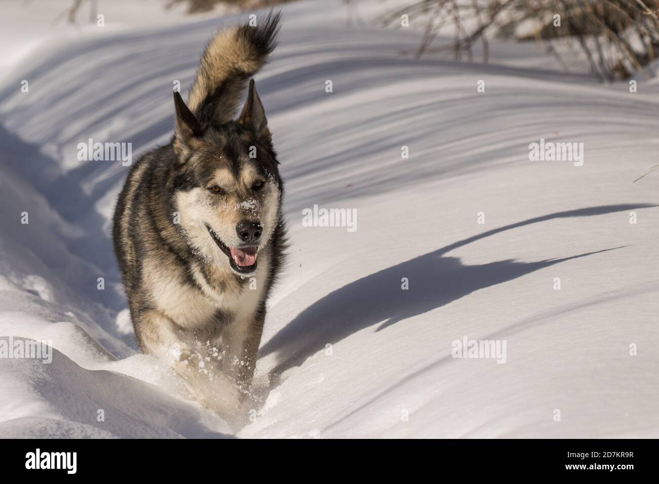 Max snow and hi-res stock photography and images - Alamy