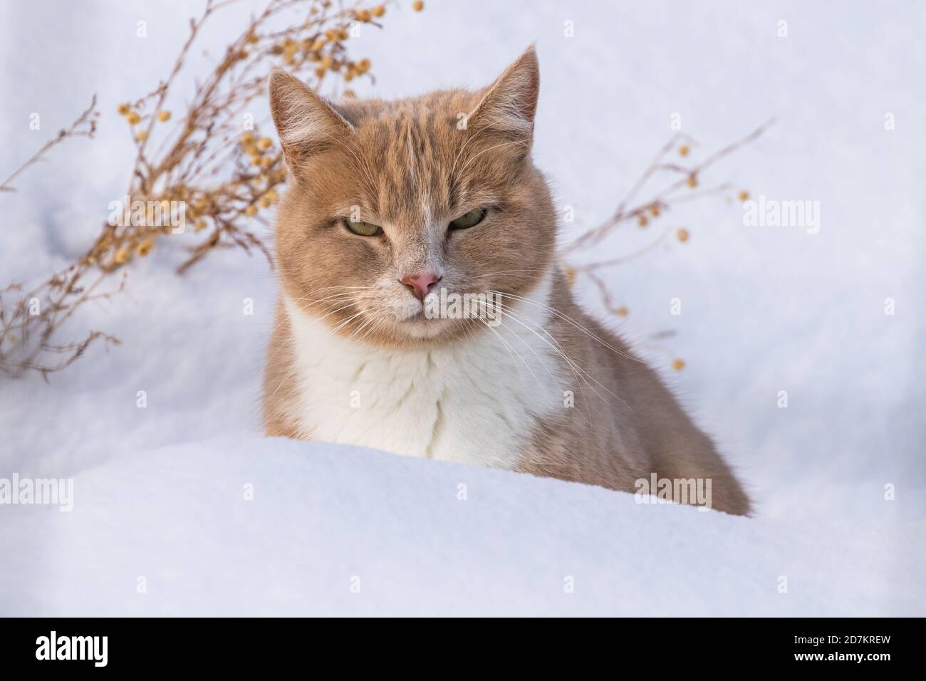 Grumpy Cat Winter Is Coming