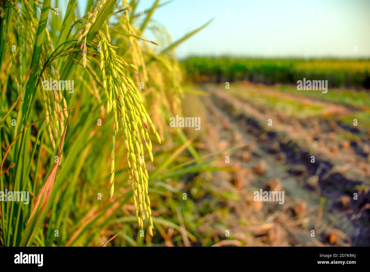 Rip paddy plant after farmer harvesting or cutting rice tree Stock ...