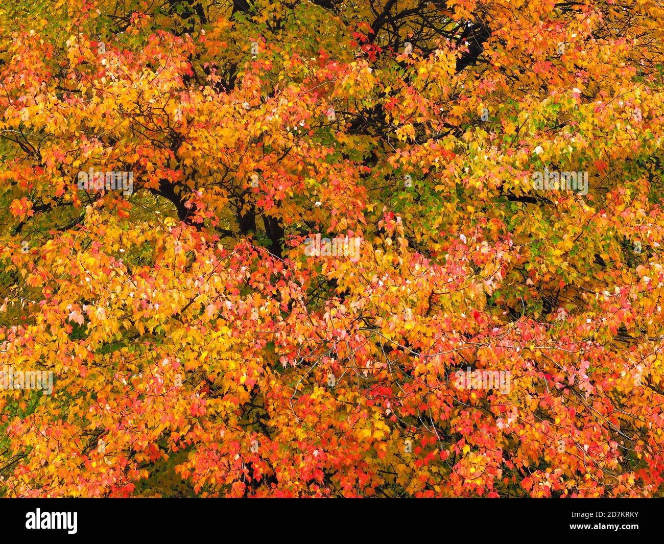 Majestic maple tree hi-res stock photography and images - Alamy