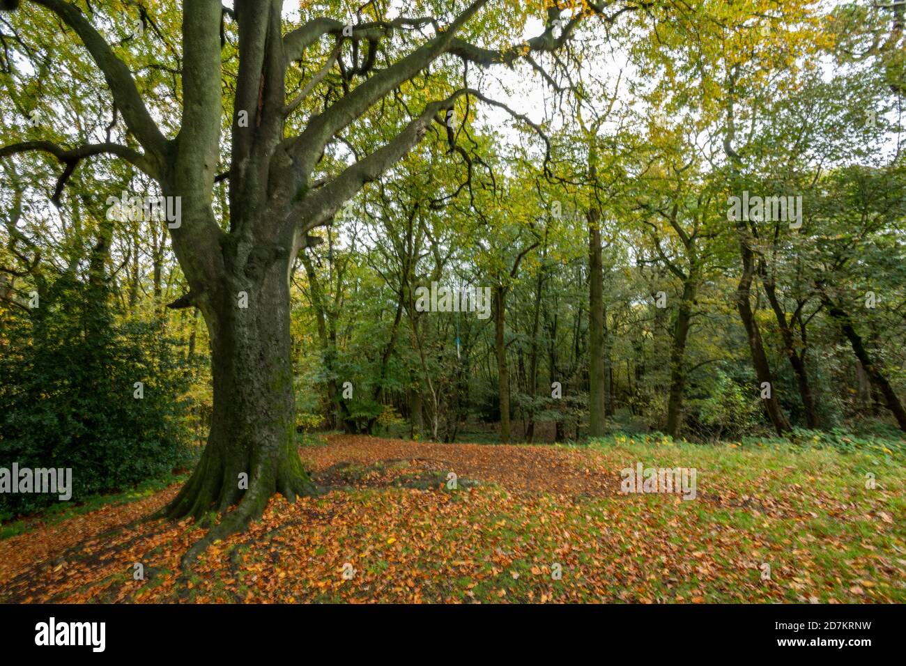 Badby woods hi-res stock photography and images - Alamy