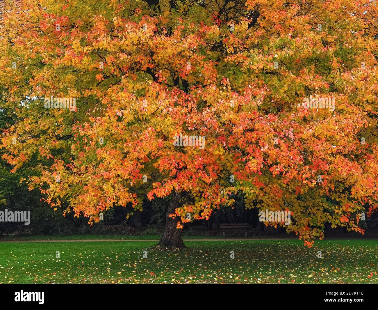 Beautiful maple hi-res stock photography and images - Alamy