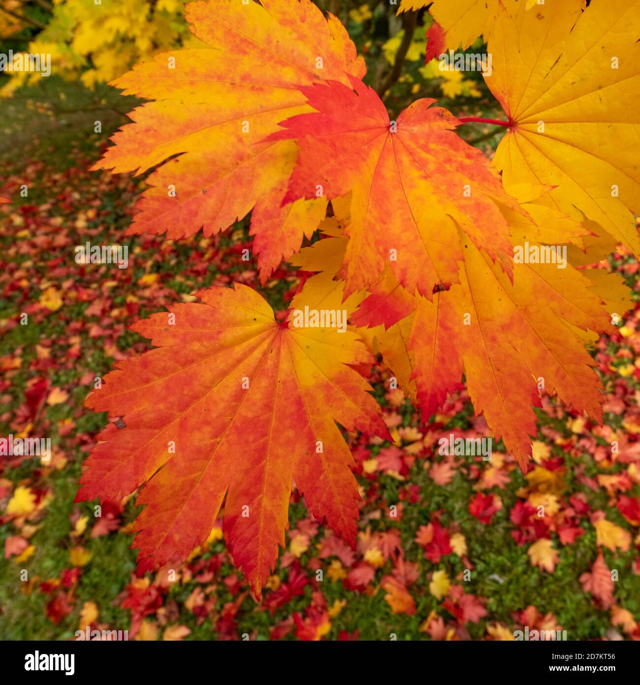 Autumn leaves. Acer and maple trees in a blaze of colour, photographed ...