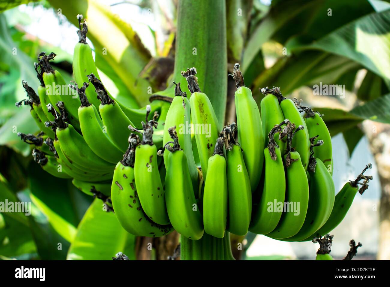 Green banana or Banana cultivation and a great fruit Stock Photo - Alamy