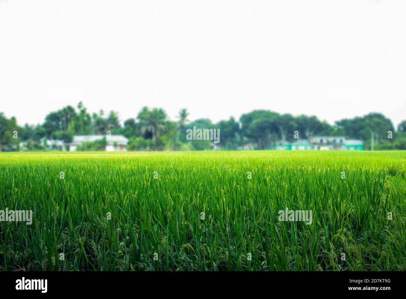 Green Rice or Paddy Plant Close Up landscape background Stock Photo - Alamy