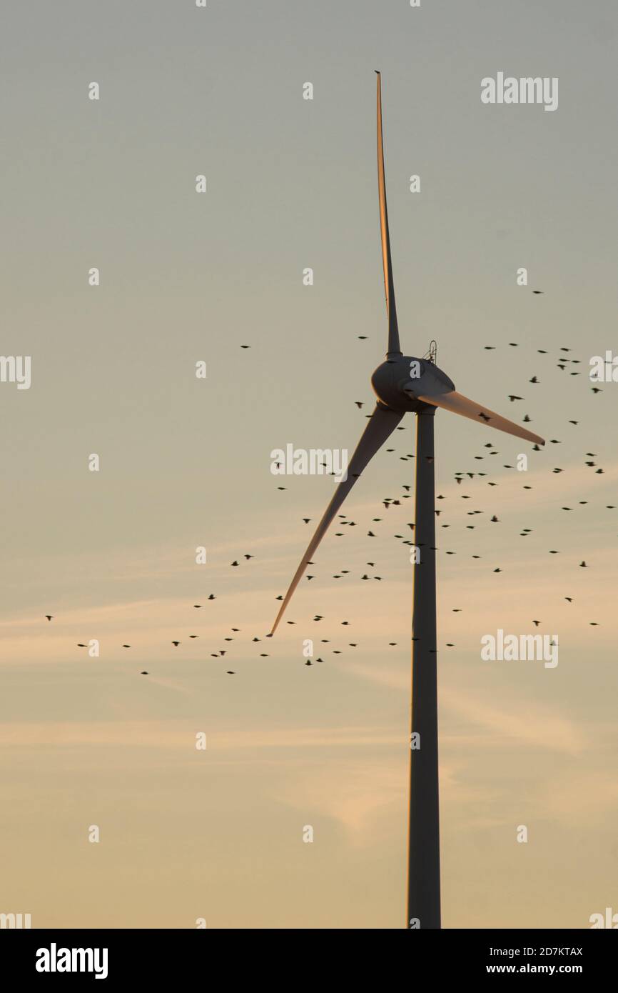 Wind Turbine with birds flock passing through it. Concept: Environment ...