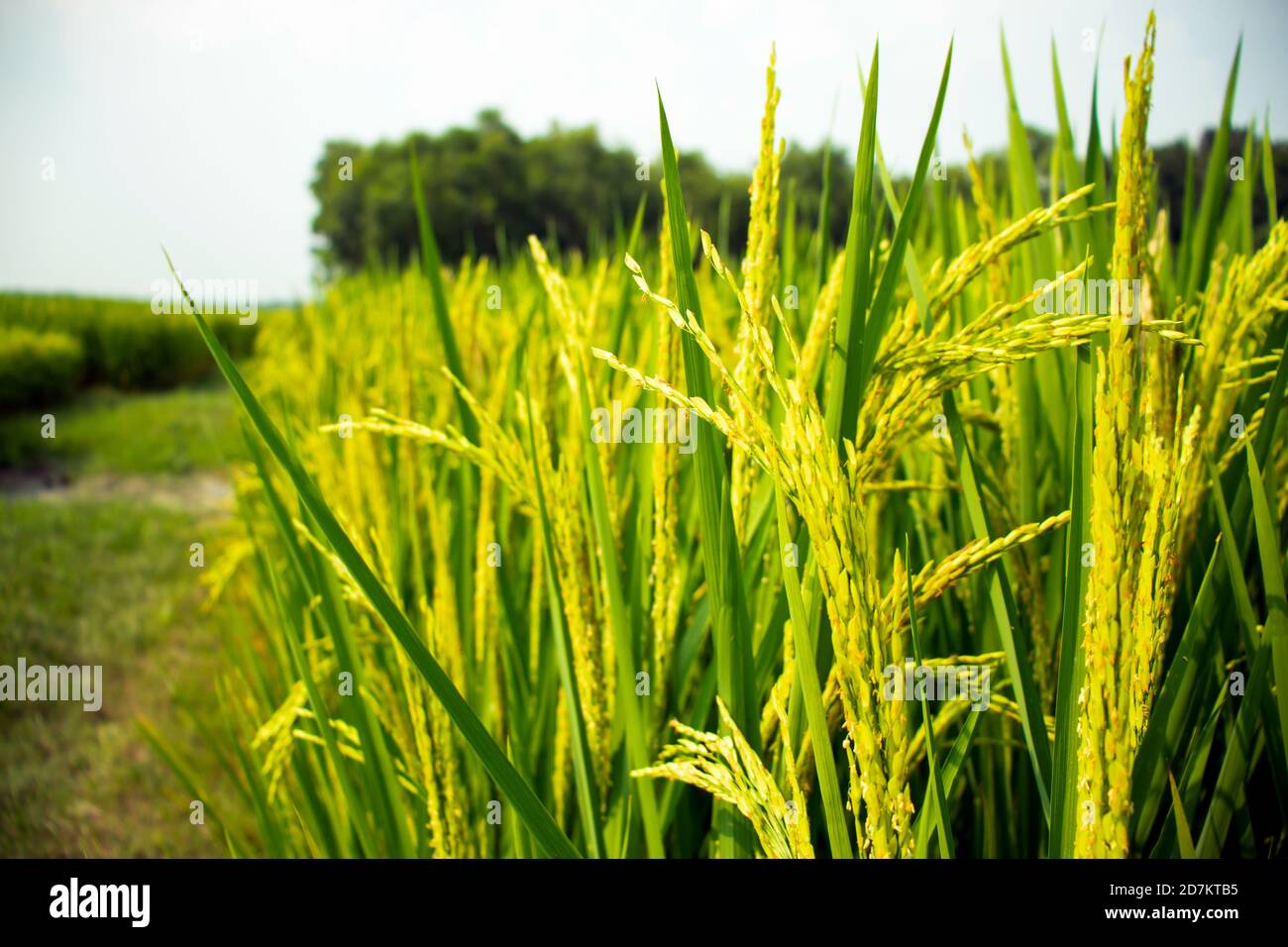 Green and yellow rip or paddy plant closeup background Stock Photo - Alamy