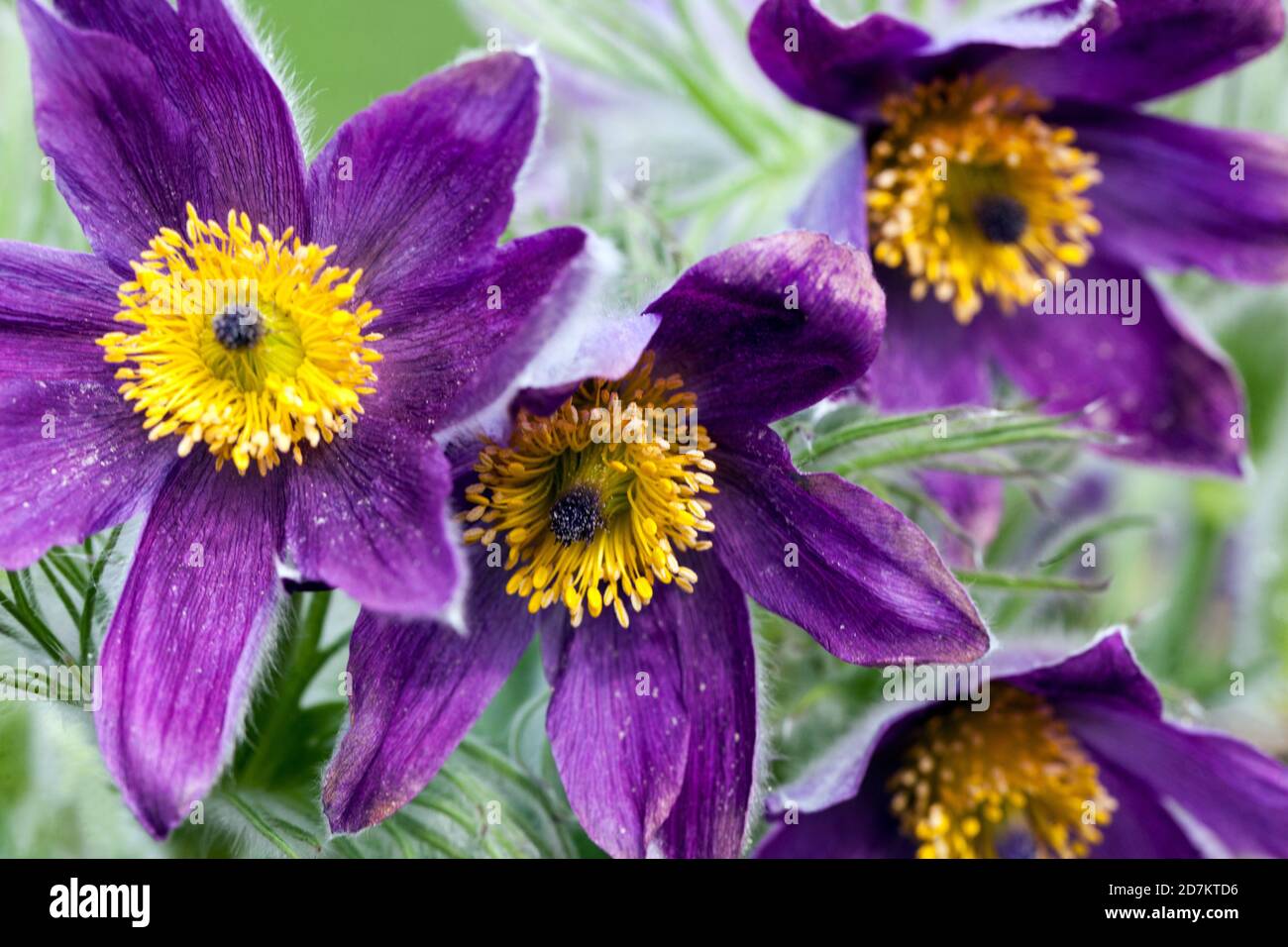 Pulsatilla chinensis Pasque flower, Spring flowers Purple April Stock ...