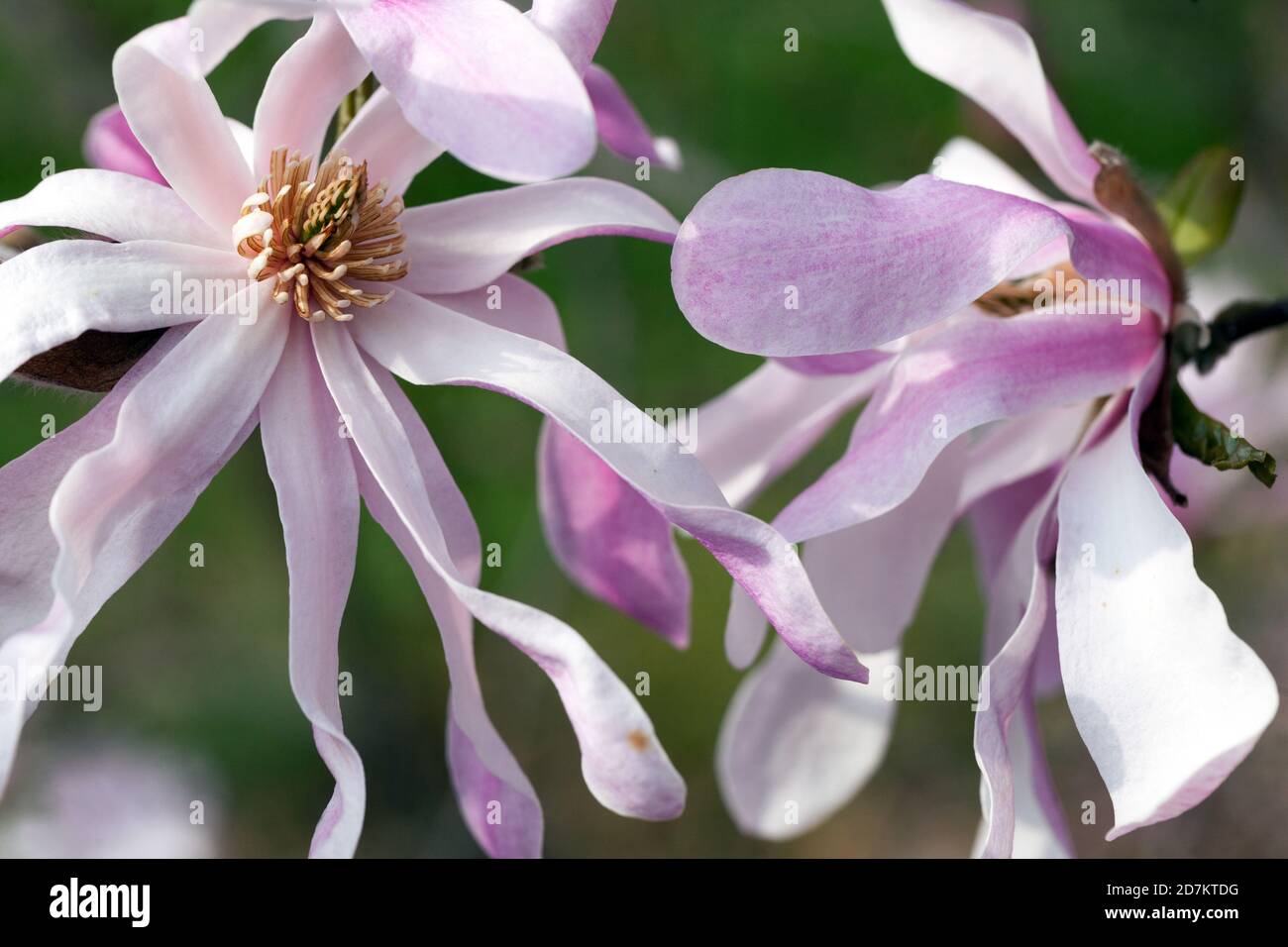 Blooming flower on Magnolia rosea Stock Photo - Alamy