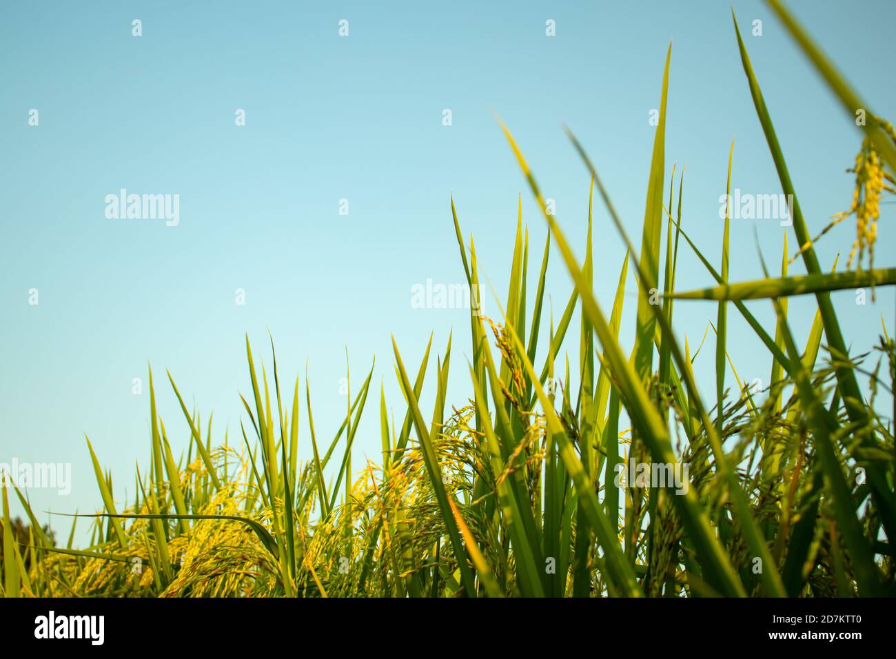 Green yellow and rip paddy plant closeup on blue background Stock Photo ...