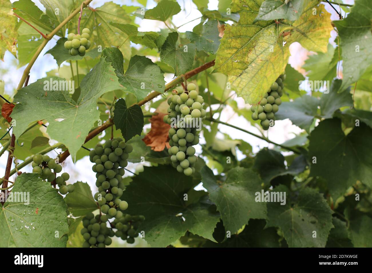 Selective focus shot of growing Sultana fruits Stock Photo - Alamy