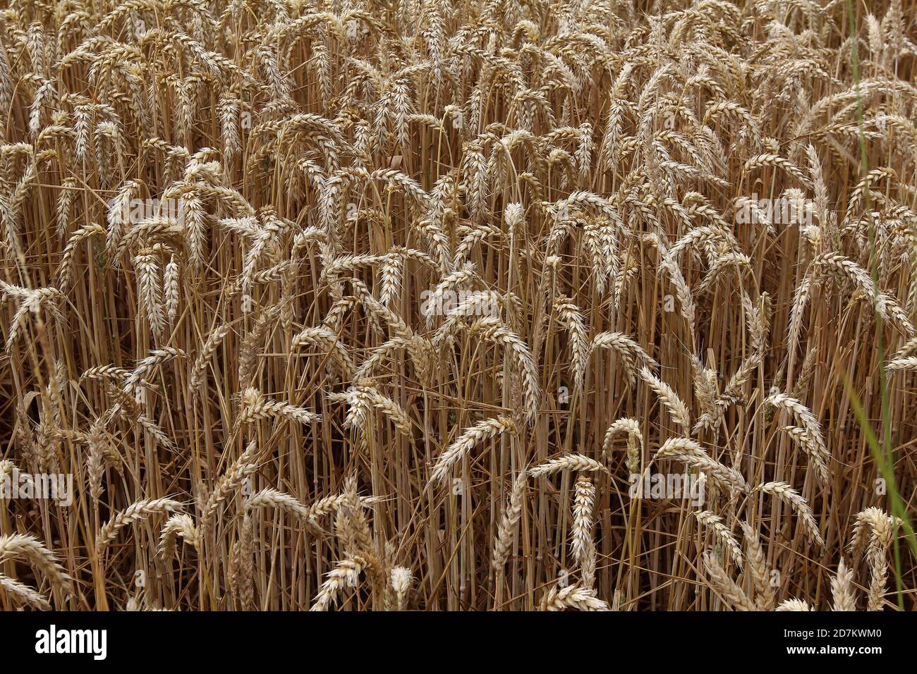 Closeup shot of growing Triticale field Stock Photo - Alamy