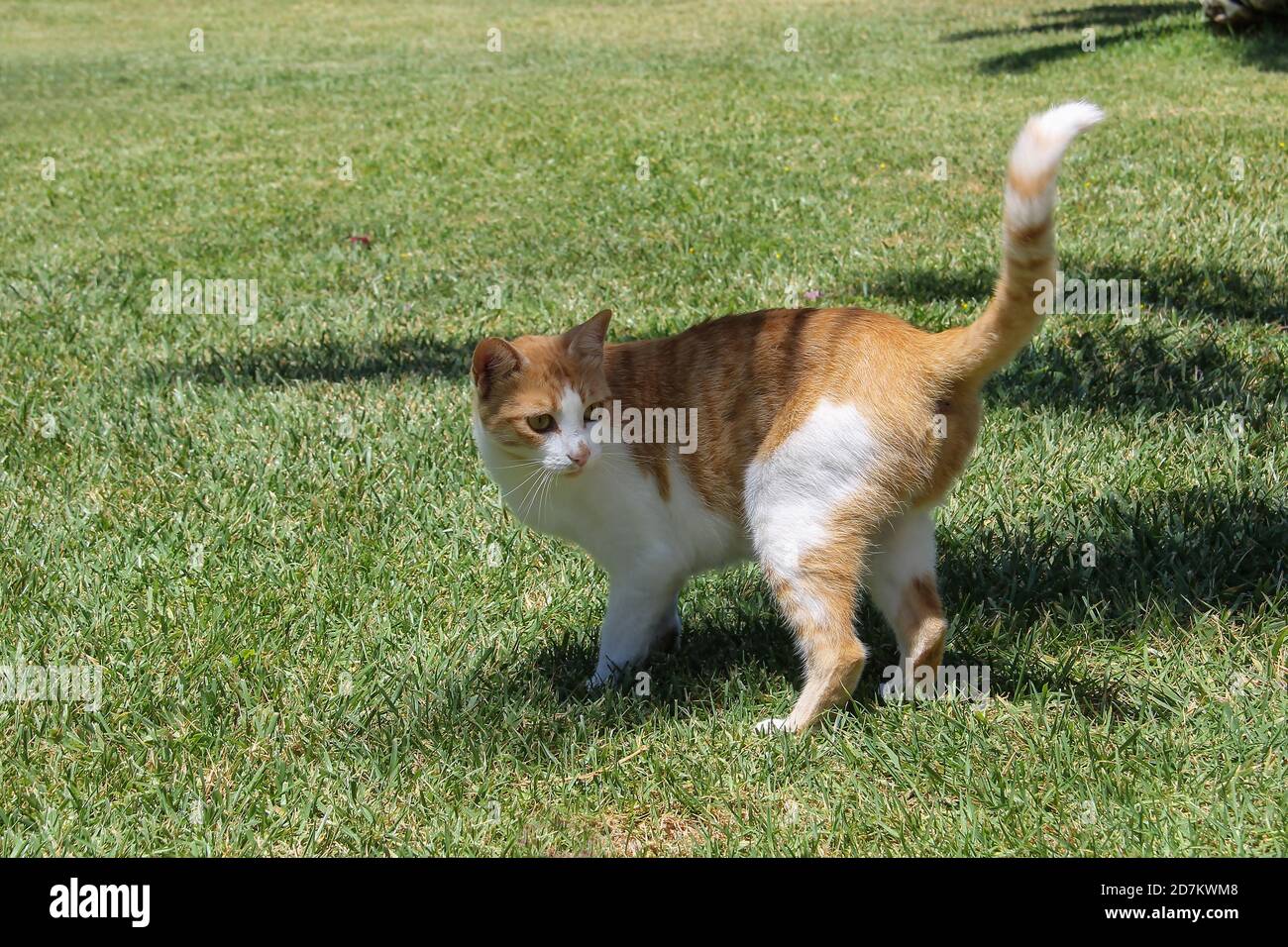 Cute ginger cat looking back while walking on the grass Stock Photo - Alamy