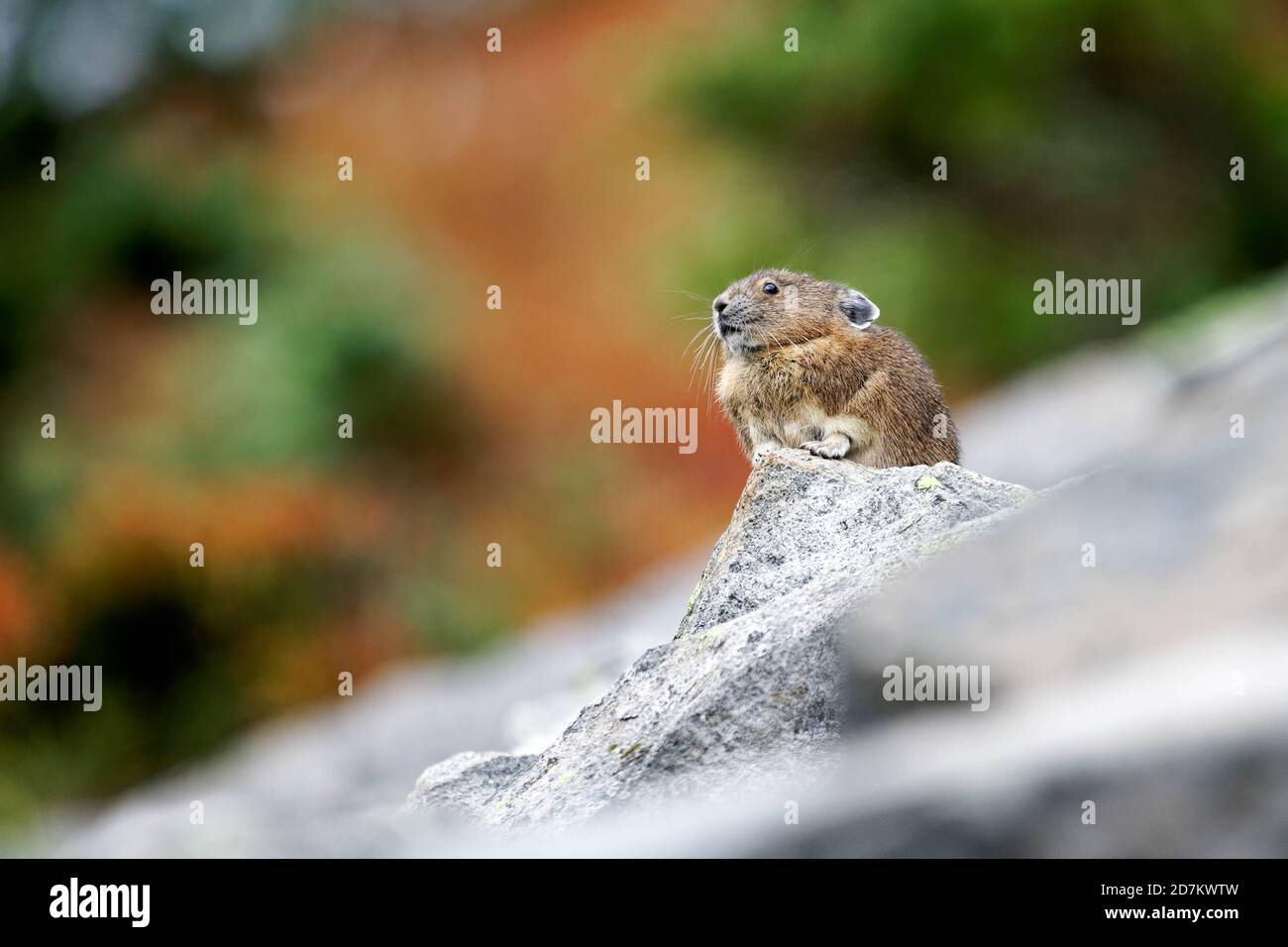 American pika (Ochotona princeps) sitting on boulder, autumn color in ...
