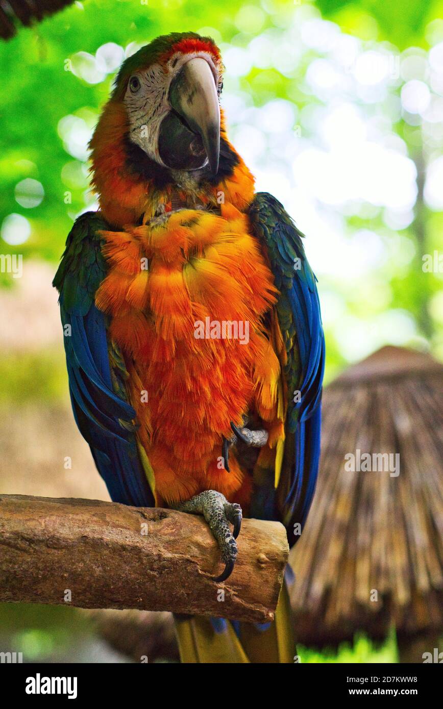 The real macaw hi-res stock photography and images - Alamy